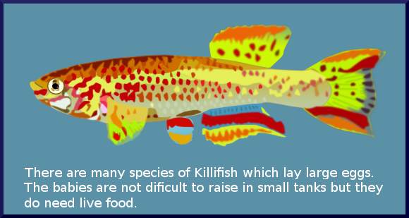 Breeding and raising tropical fish | Canberra & District Aquarium Society